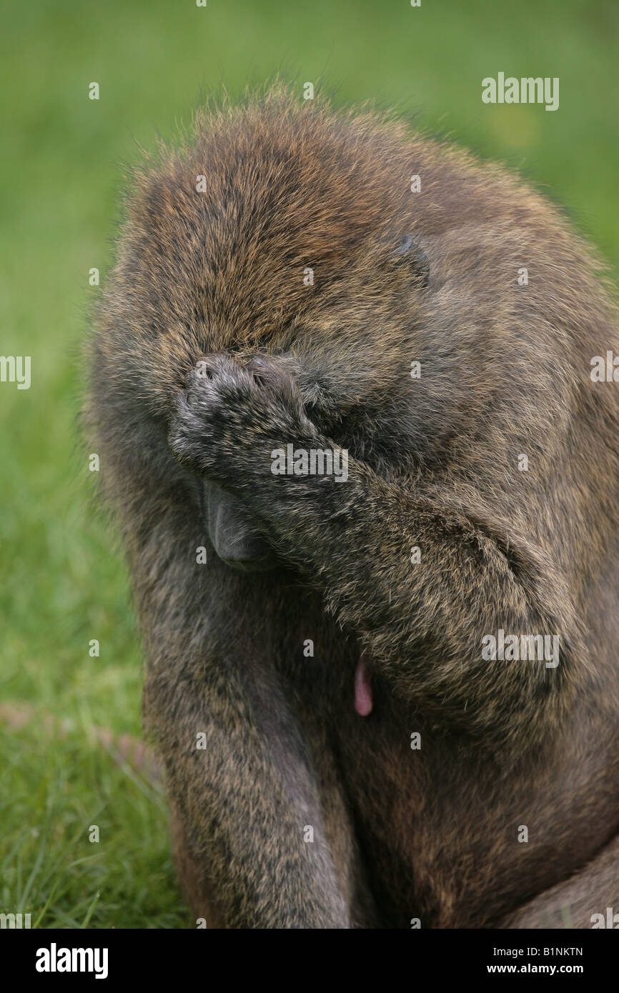 Baboon Papio anubis Stock Photo - Alamy