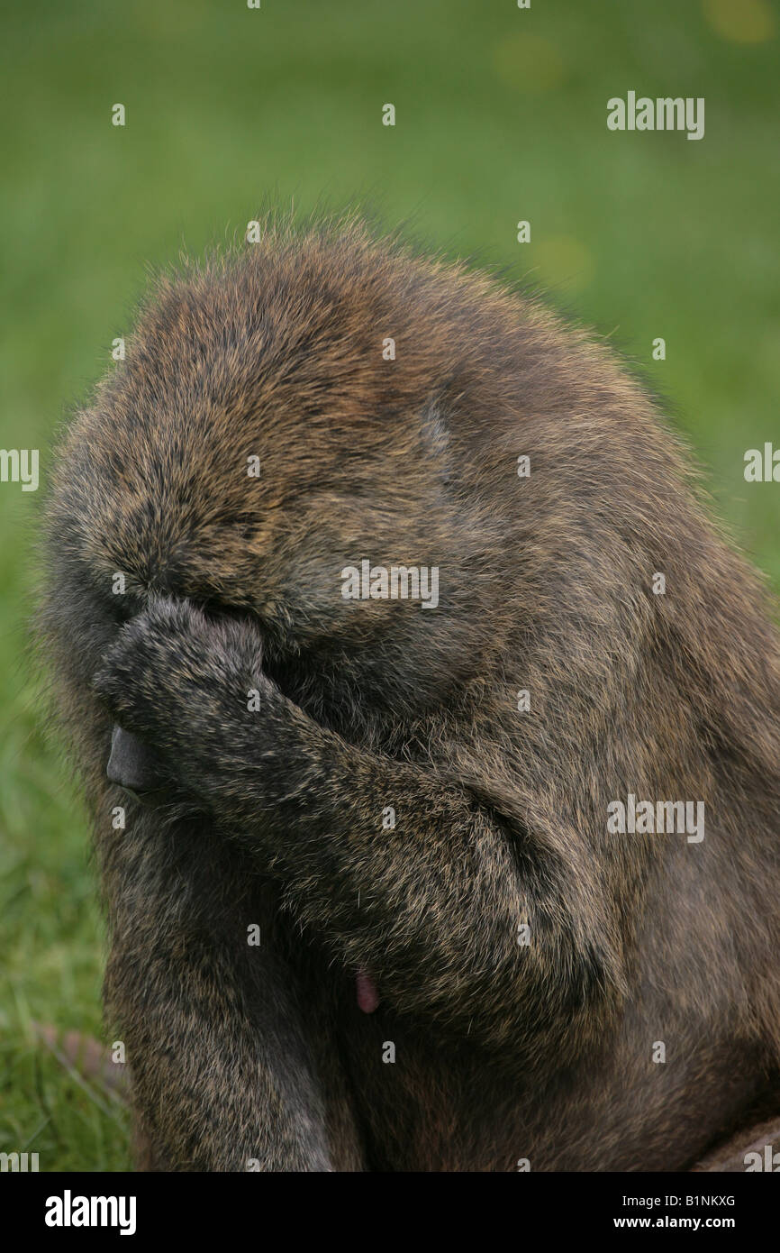 Baboon Papio anubis Stock Photo - Alamy