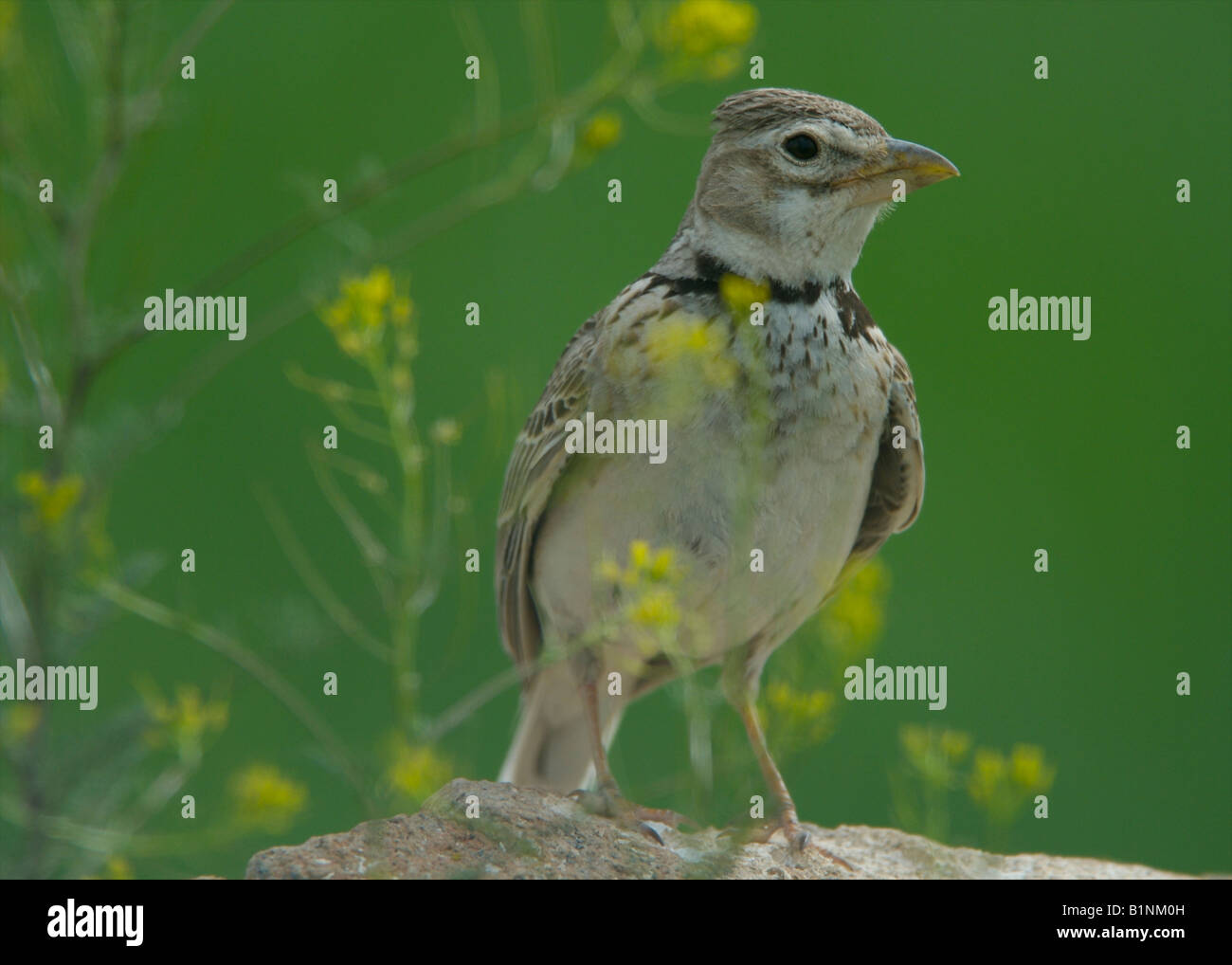 European lark hi-res stock photography and images - Alamy