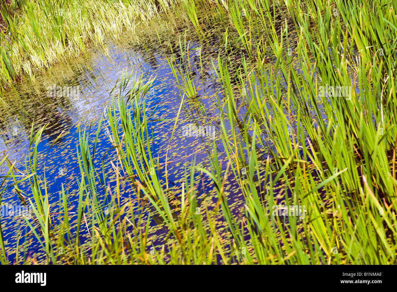 REEDS WATERLILLIES AND POND Stock Photo - Alamy
