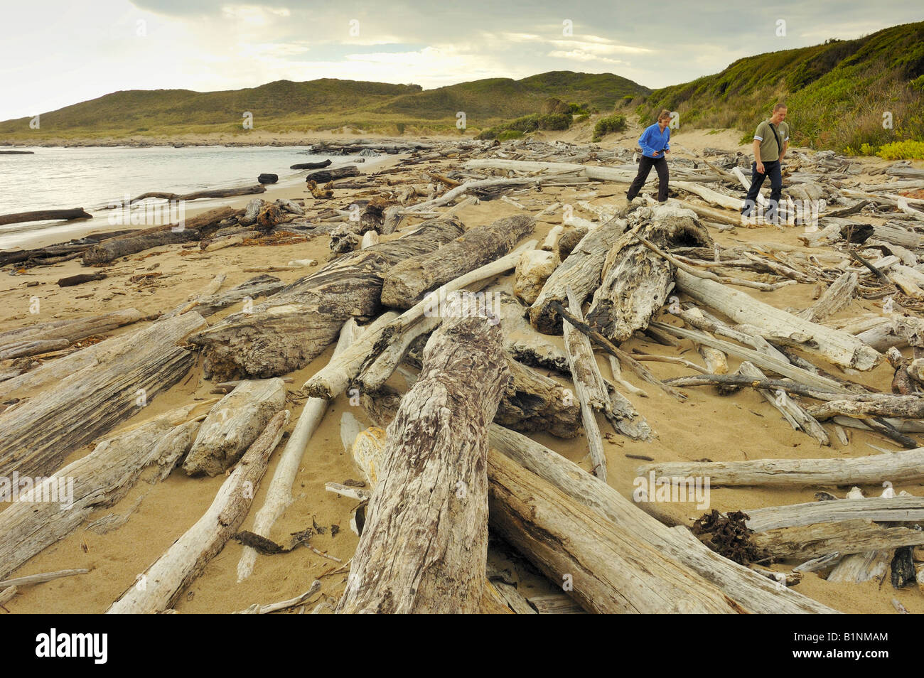 Driftwood on the beach Stock Photo - Alamy