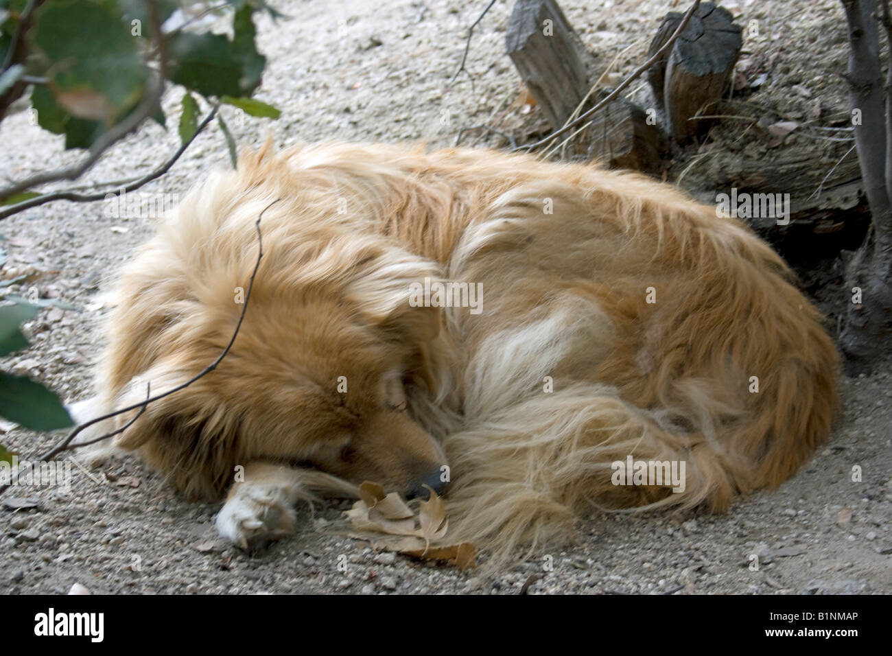 Cuddled dog hi-res stock photography and images - Alamy