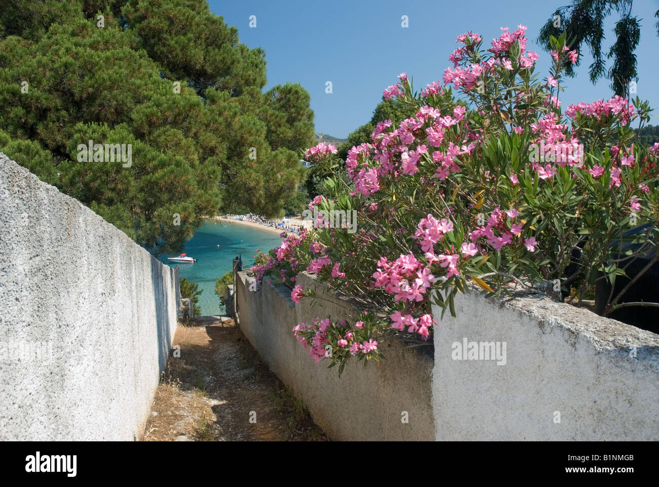 Steps down to Kolios Bay Skiathos Stock Photo - Alamy
