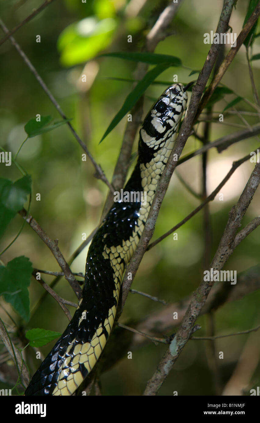Tiger rat snake Stock Photo - Alamy