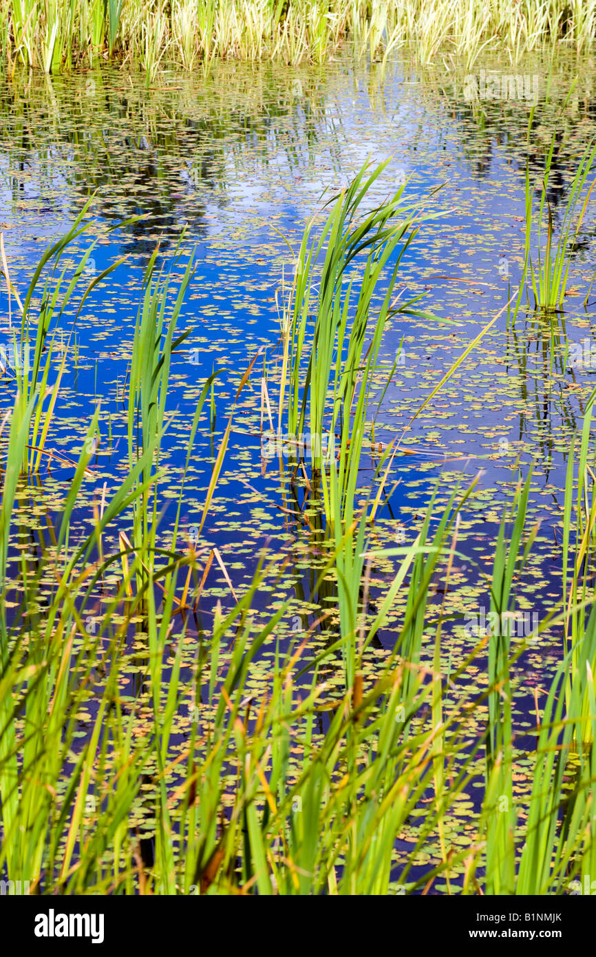 Reeds and ponds hi-res stock photography and images - Alamy