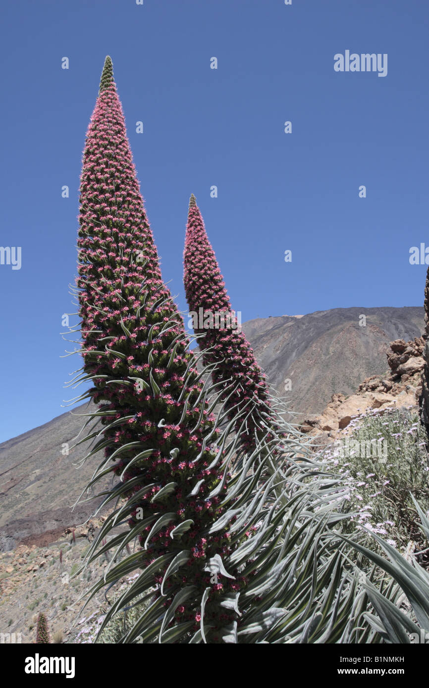 Echium Wildpretii known locally as Tajinaste Rojo for its red flowers ...