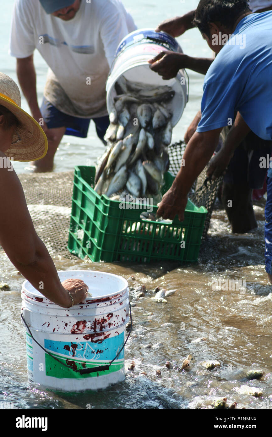 Fishermen collecting fish from net in buckets on the beach Stock Photo ...