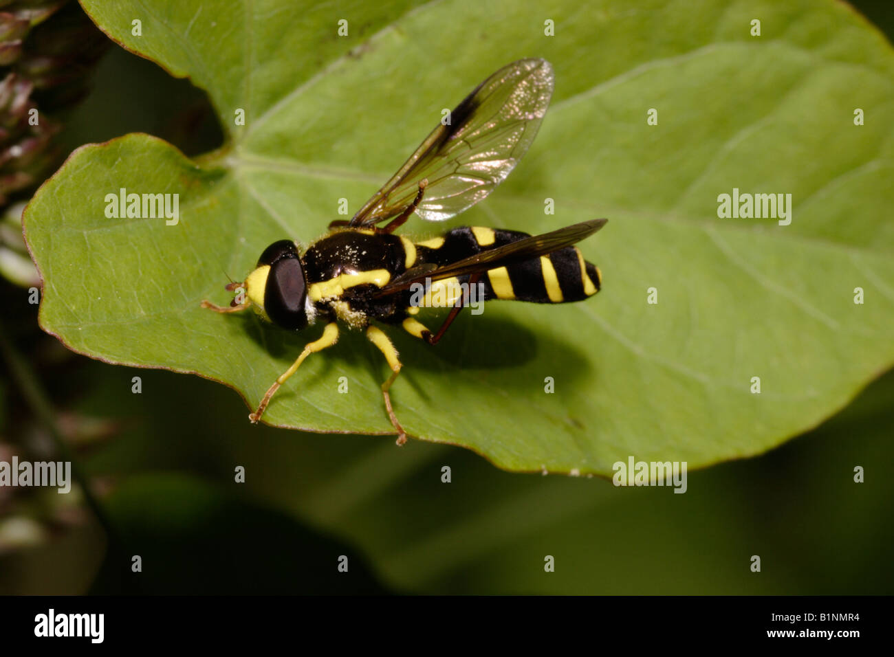 Hoverfly Xanthogramma pedissequum Syrphidae grooming his wings UK Stock ...