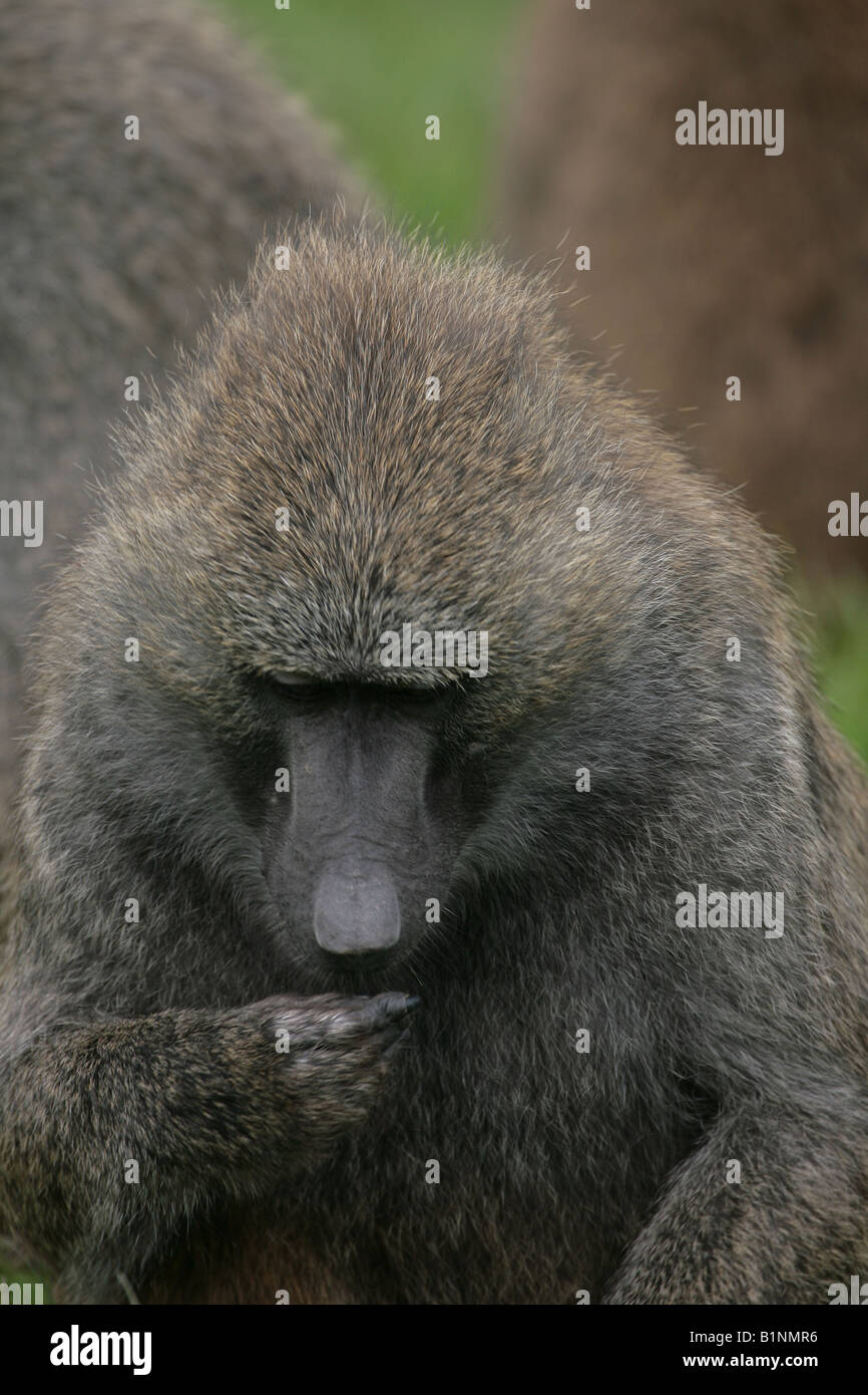 Baboon Papio anubis Stock Photo - Alamy