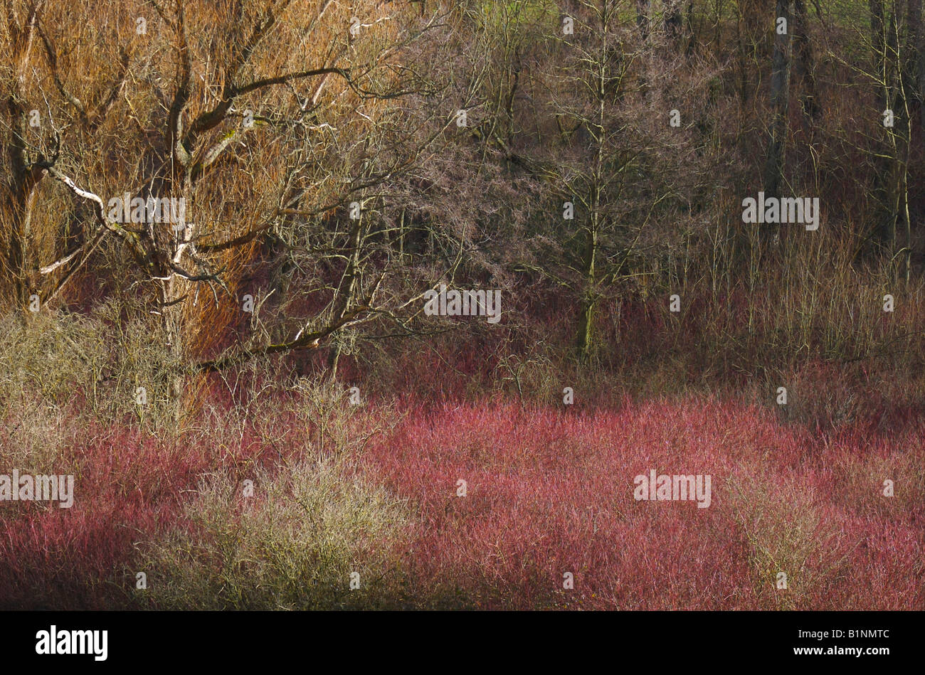 winter landscape colours Stock Photo - Alamy
