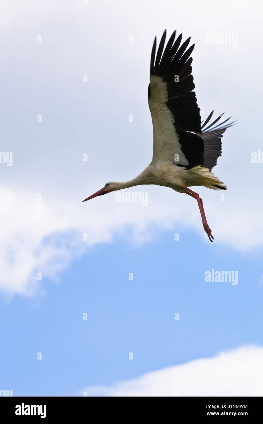 Polish stork hi-res stock photography and images - Alamy