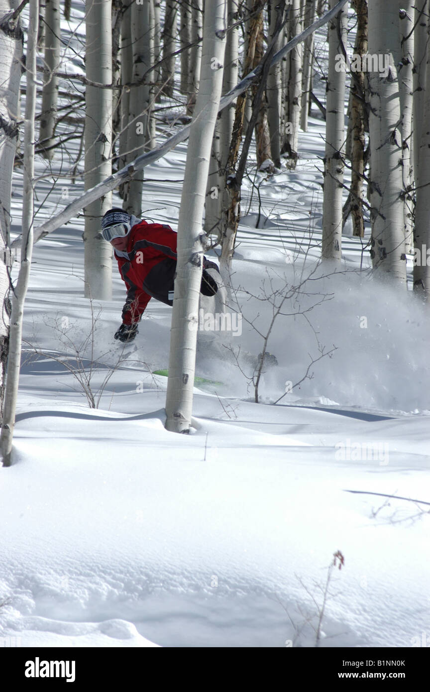 Snowboarder enjoying powder in an aspen grove Stock Photo - Alamy