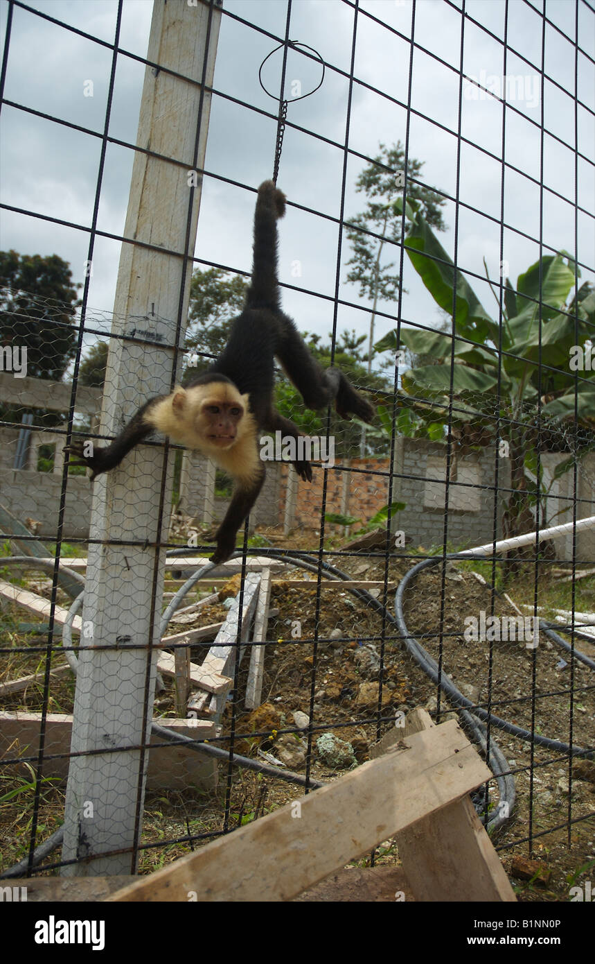 Captive white-faced capuchin monkey Stock Photo - Alamy