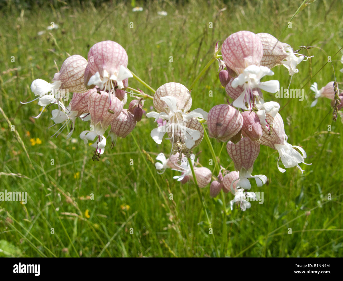 Bladder campion flower hi-res stock photography and images - Alamy