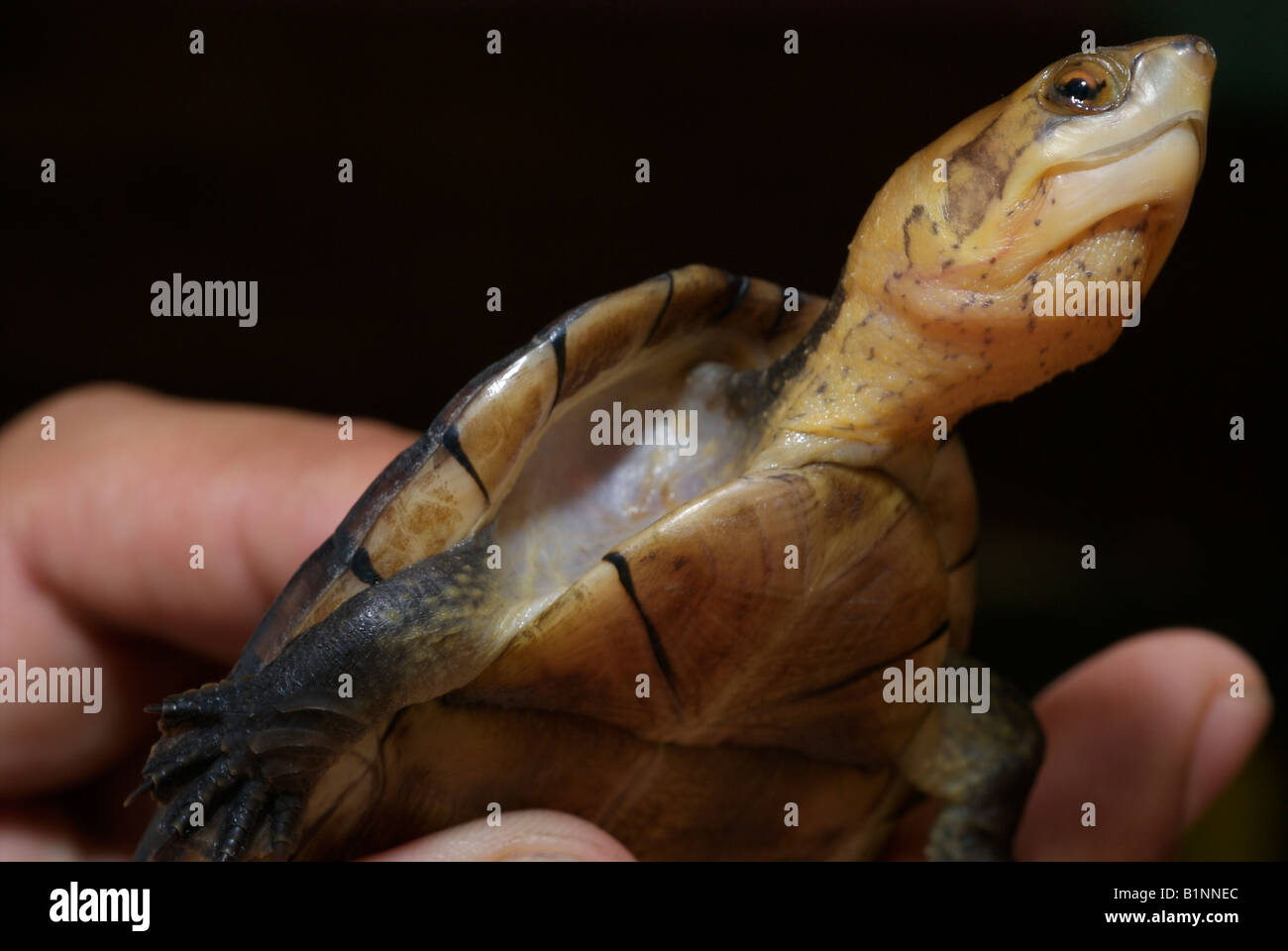 white-lipped mud turtle Stock Photo - Alamy