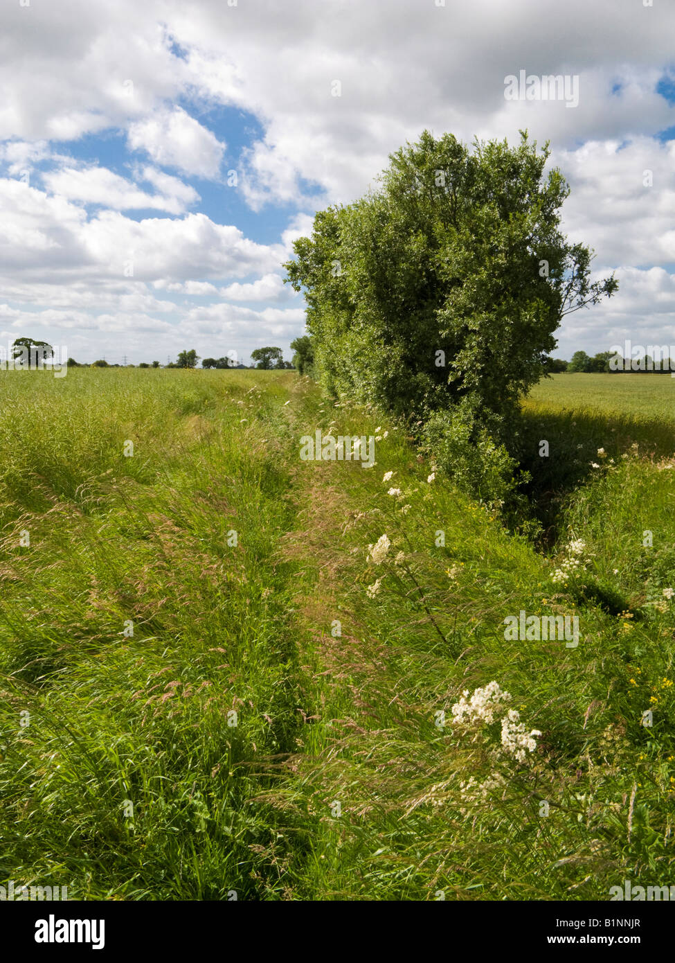Countryside hedgerow hi-res stock photography and images - Alamy
