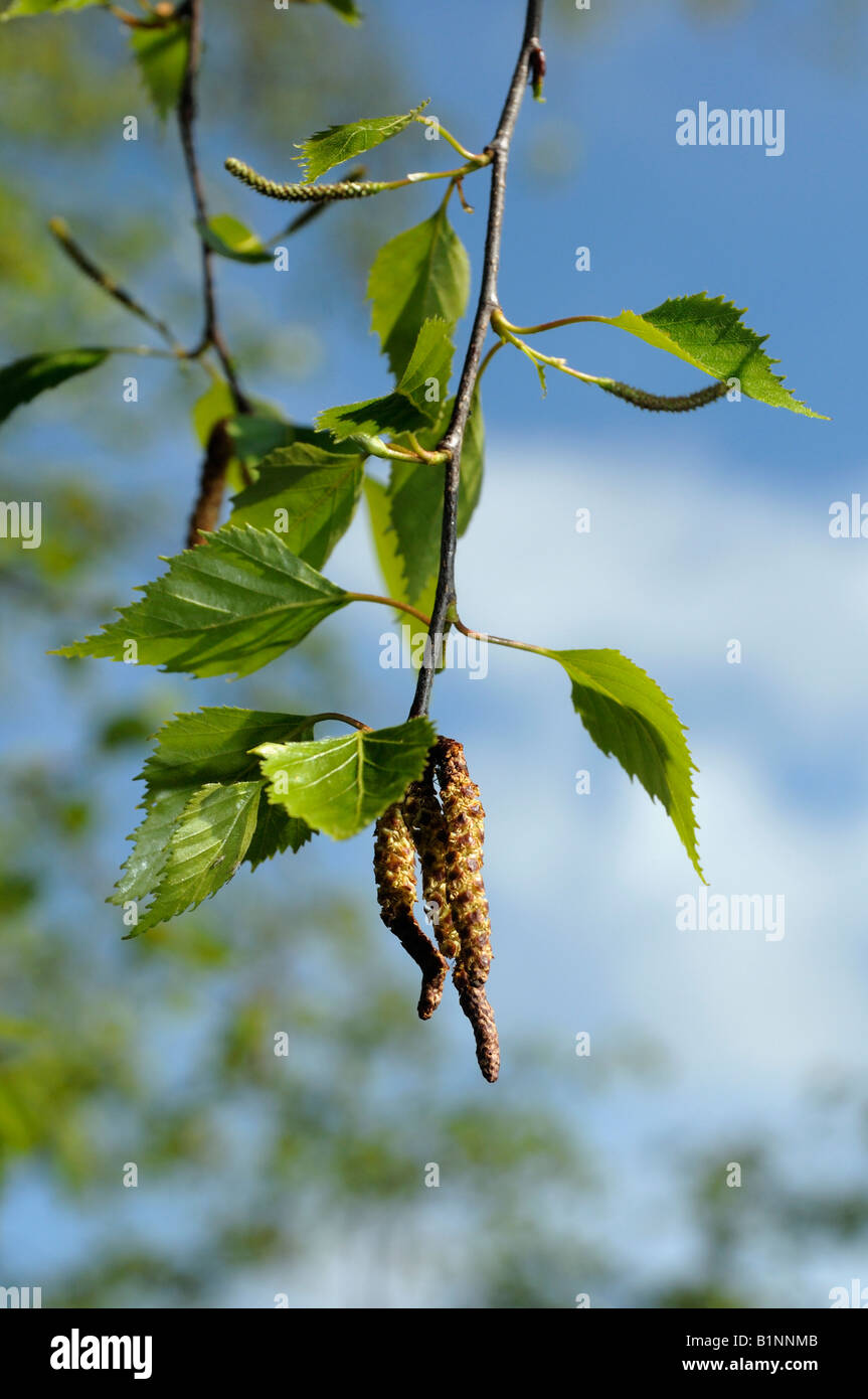 Birch tree leaf hi-res stock photography and images - Alamy