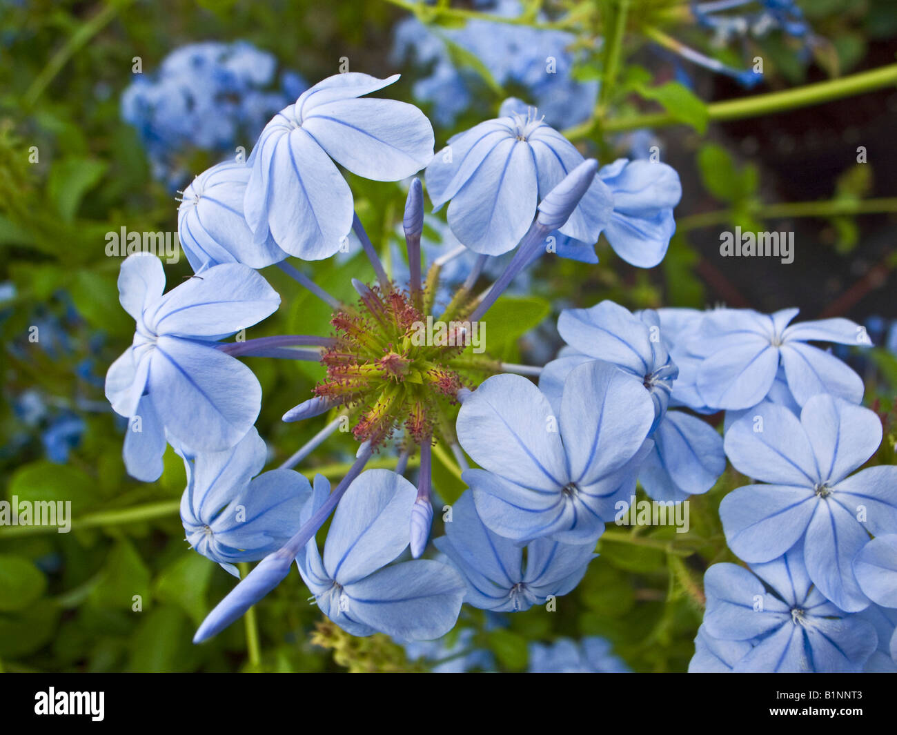 Close up of Plumbago or leadwort in a Wiltshire nursery Stock Photo - Alamy