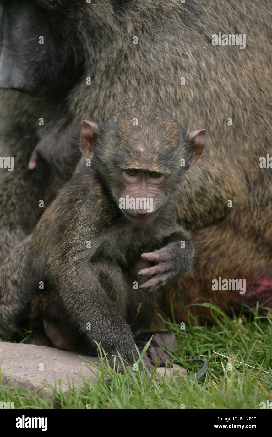 A baby Baboon with its mother Stock Photo - Alamy