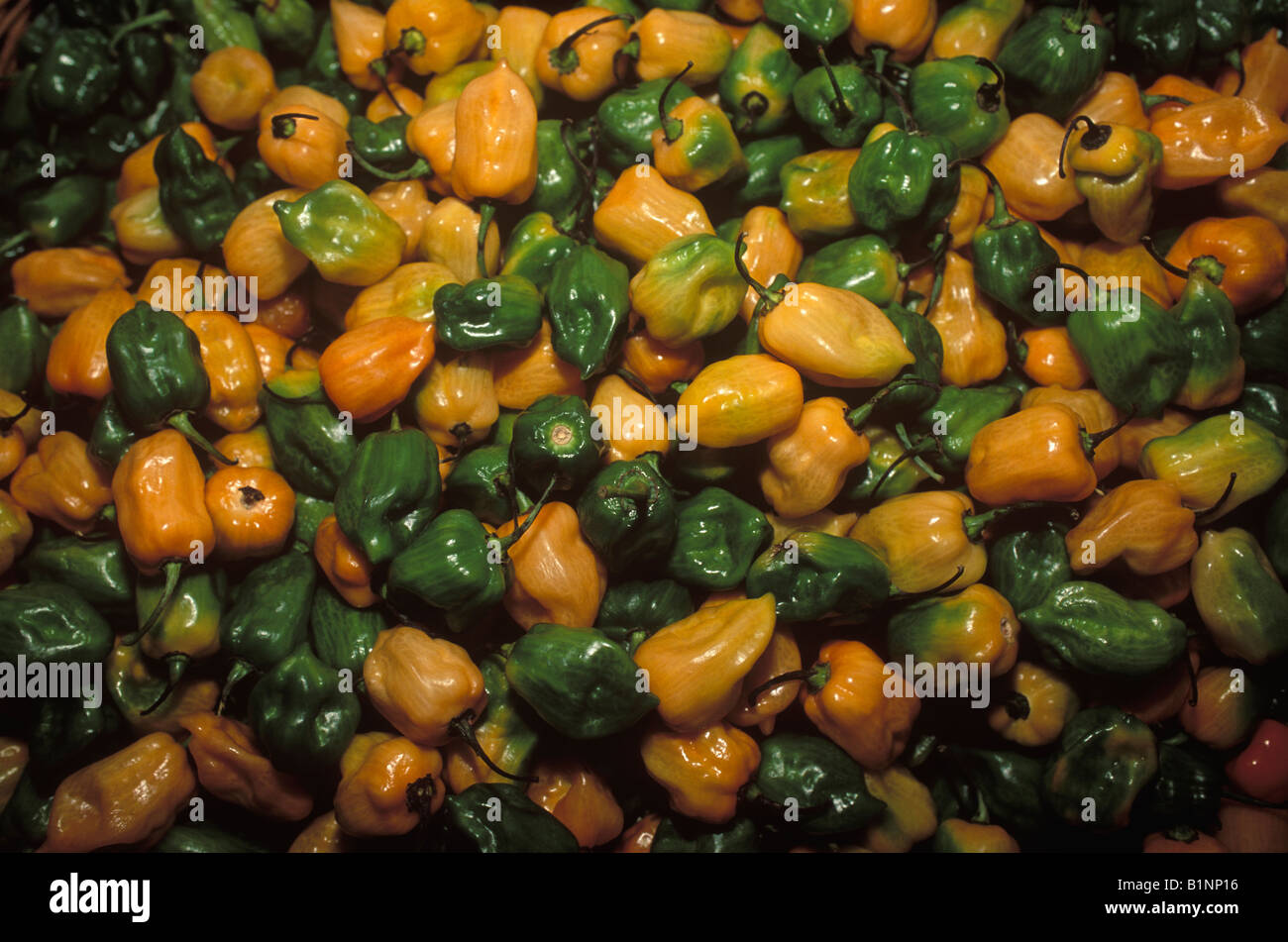 Assorted peppers from markets from Mexican markets Stock Photo - Alamy