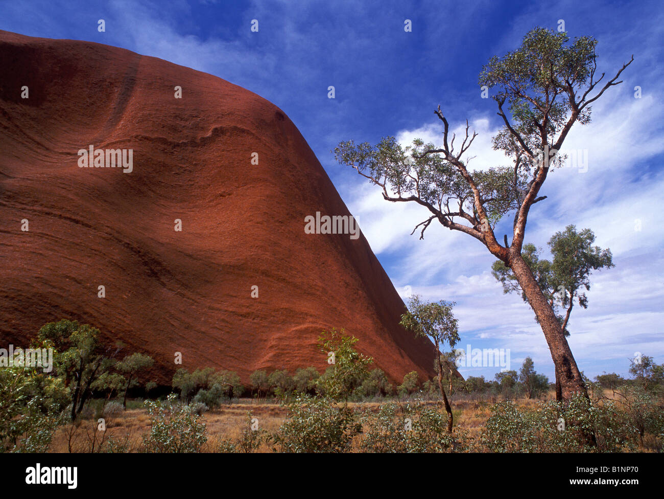 Ayers Rock with a tree in Uluṟu-Kata Tjuṯa National Park, Australia ...