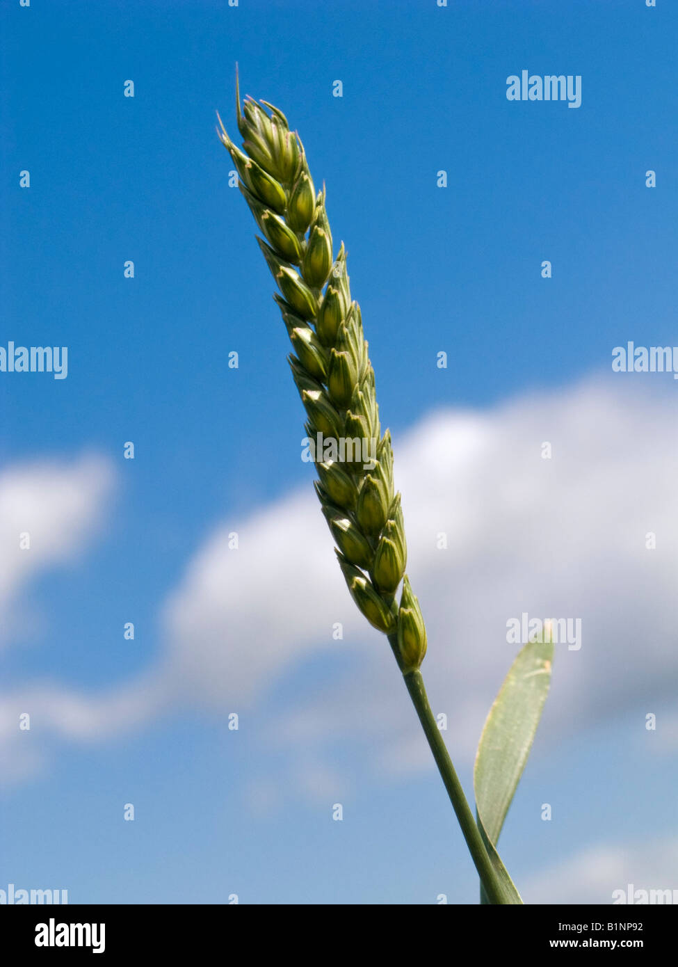 Single Wheat Plant