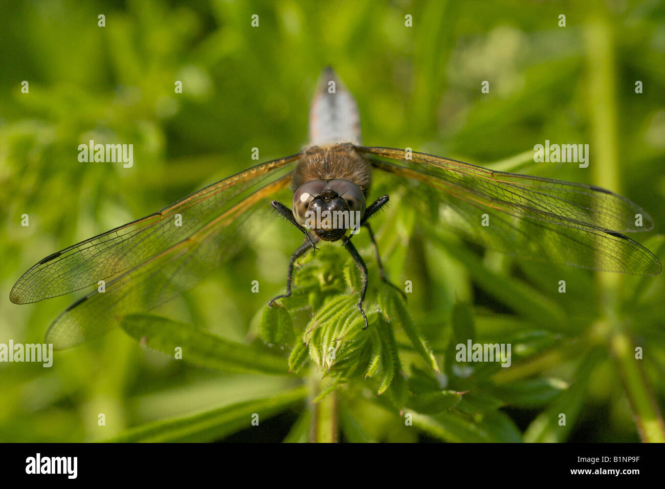 scarce chaser dragonfly Stock Photo - Alamy