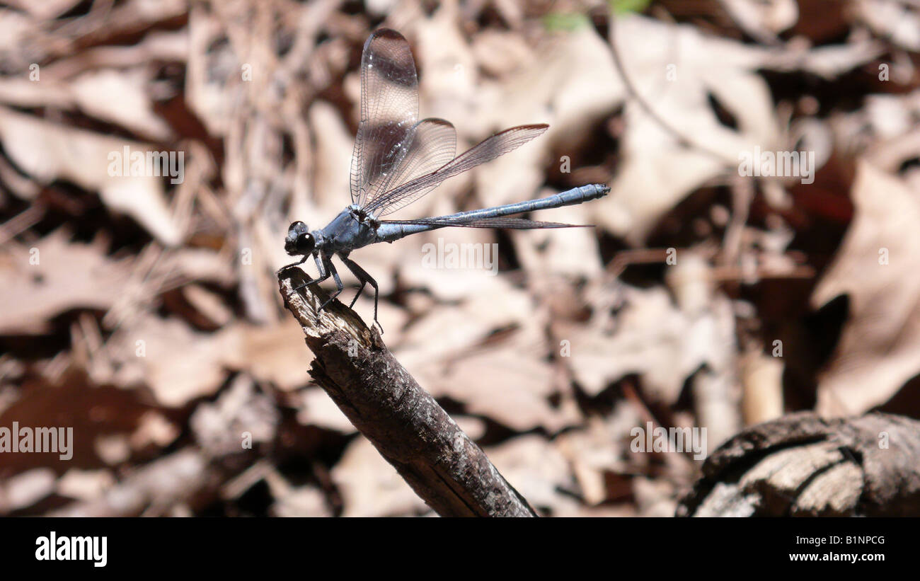Dragonfly climbing hi-res stock photography and images - Alamy