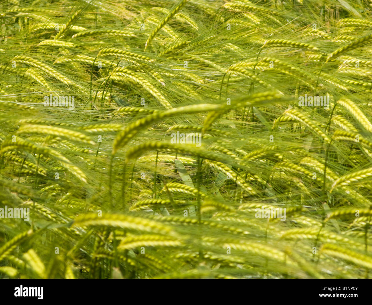 Close up green barley plants hi-res stock photography and images - Alamy