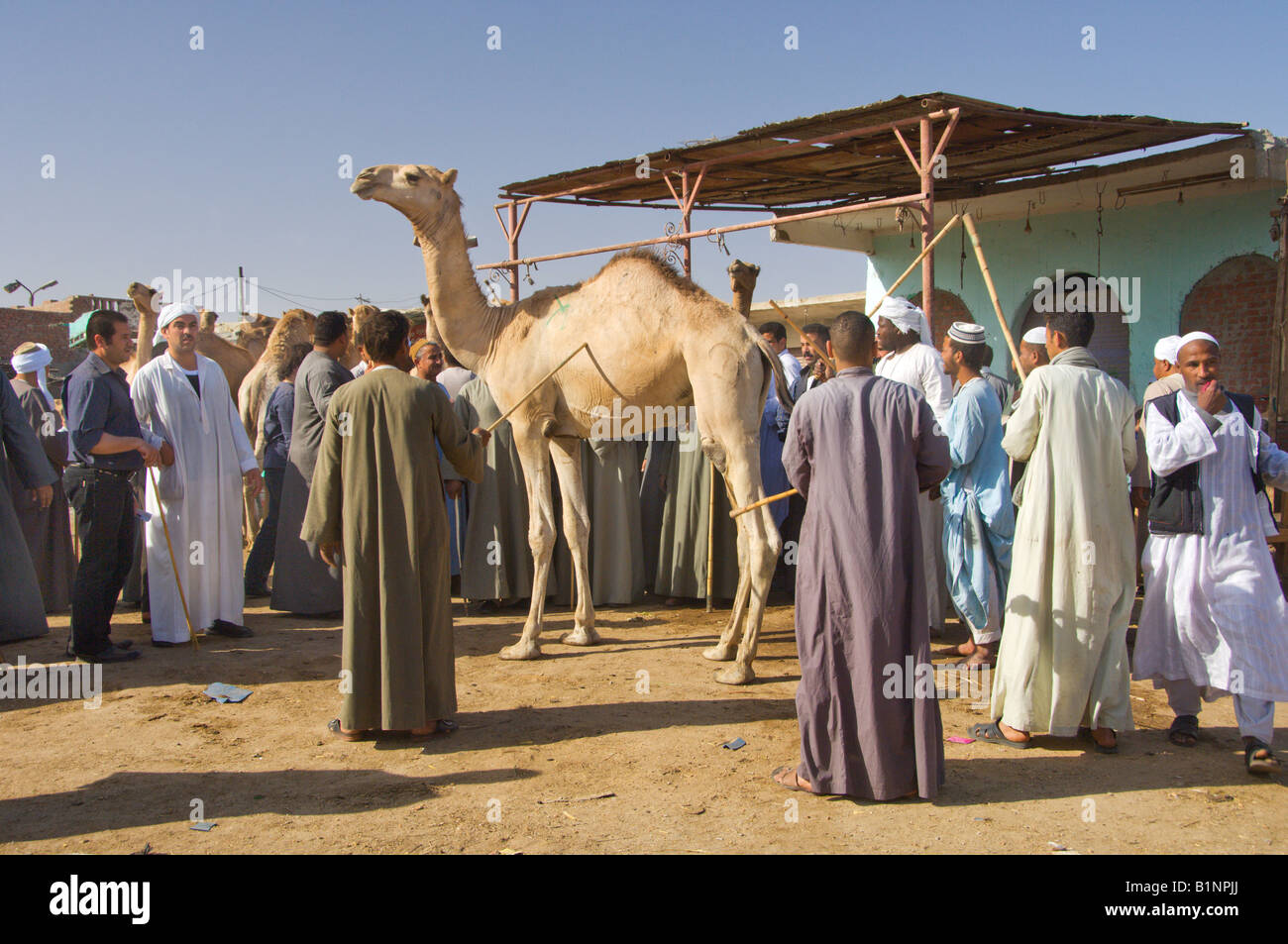 Camels being sold at auction at the Biqash Camel Market near Cairo Egypt Stock Photo - Alamy
