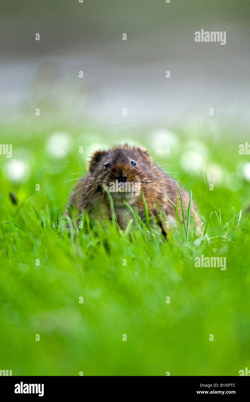 Meadow voles hi-res stock photography and images - Alamy