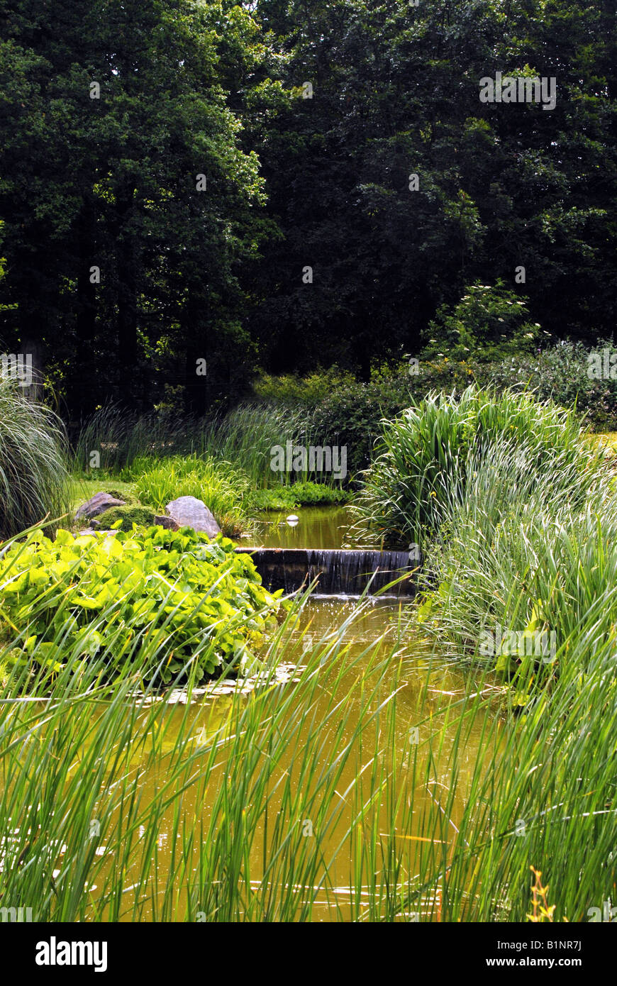 gentle waterfall and stream with lush plants Stock Photo - Alamy