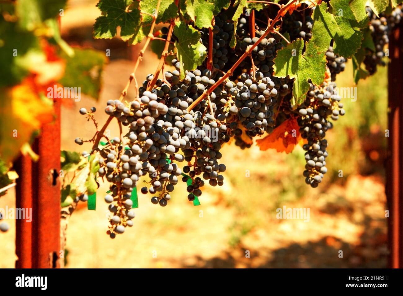 grapes on the vine Temecula California Stock Photo - Alamy