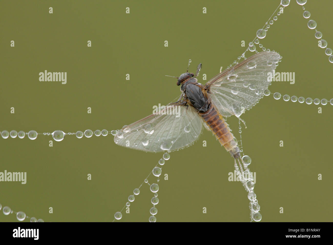 Mayfly wales hi-res stock photography and images - Alamy