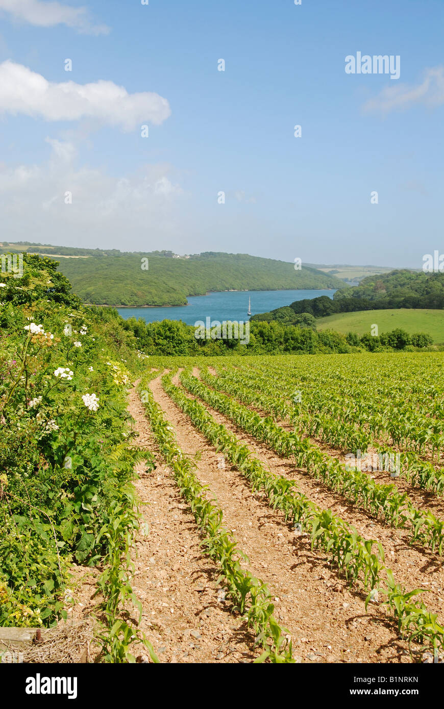 field with early growth of corn near the helford river in cornwall ...