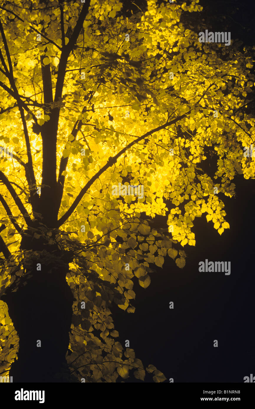 Tree Leaves Backlit by Streetlamp Stock Photo - Alamy