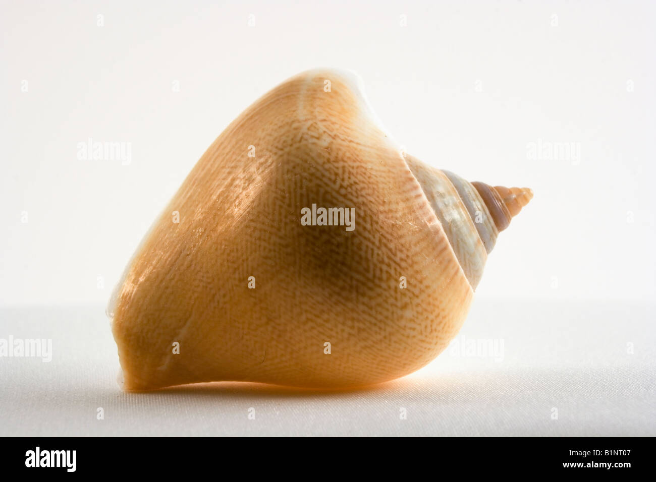 Conical Sea Shells Stock Photo - Alamy