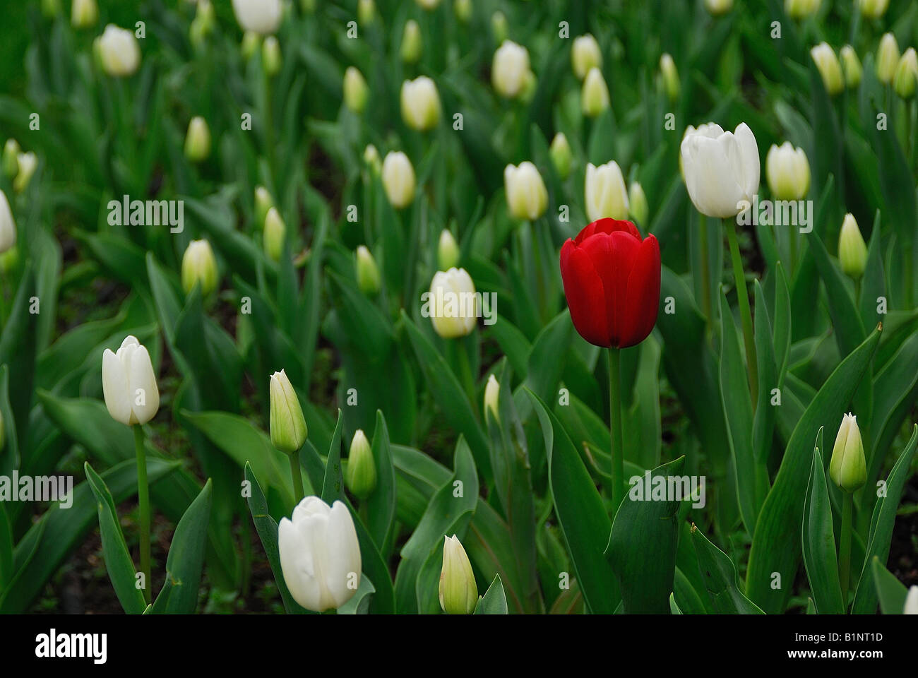 A field of tulips Stock Photo - Alamy