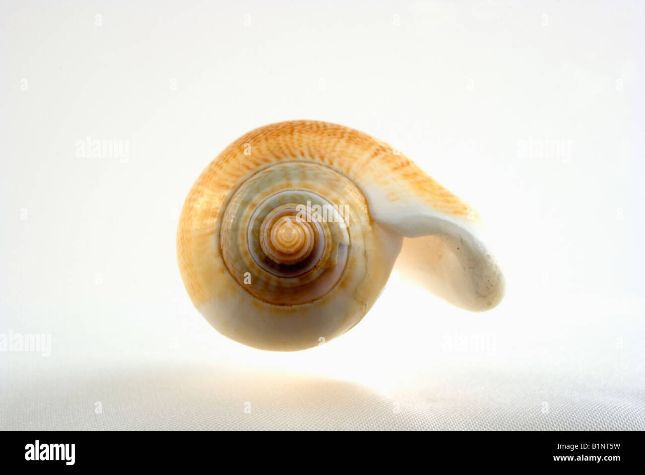 Conical Sea Shells Stock Photo - Alamy