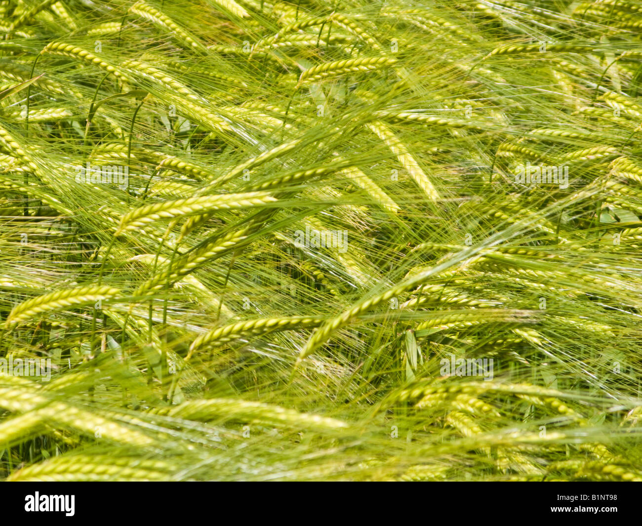 Barley field uk close up hi-res stock photography and images - Alamy