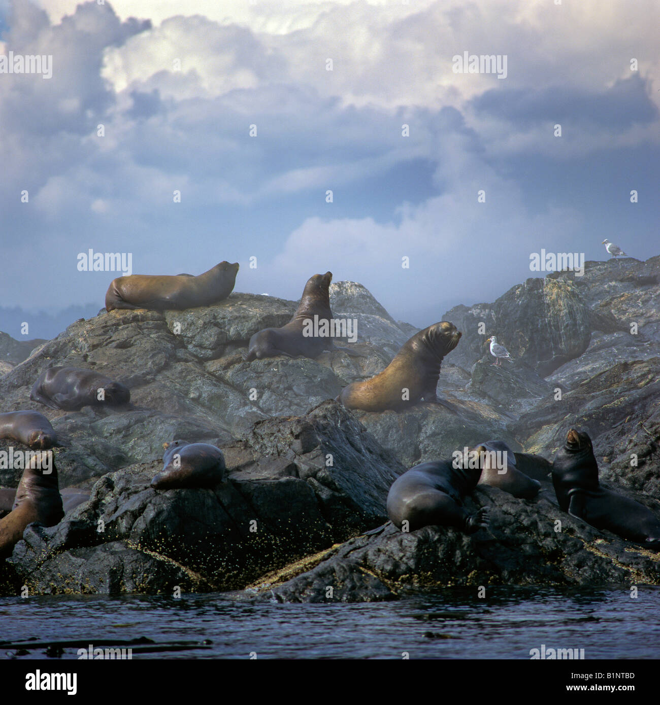 Group of Seals resting and relaxing together resting on rocks near the ...