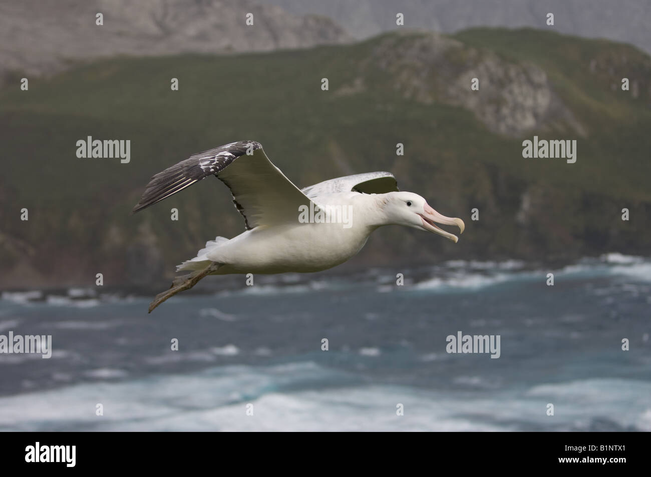 A male Wandering albatross (Diomedia exulans) in flight, over Bird ...