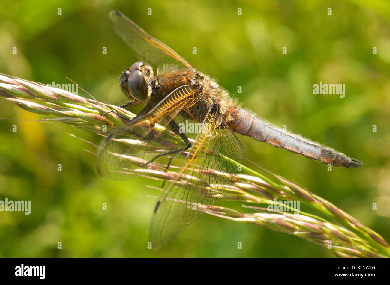Adult scarce chaser dragonfly Stock Photo - Alamy