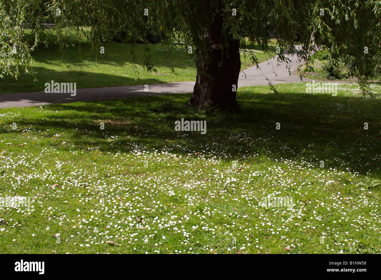Daisies tree trunk and paths in a public park in England Stock Photo ...