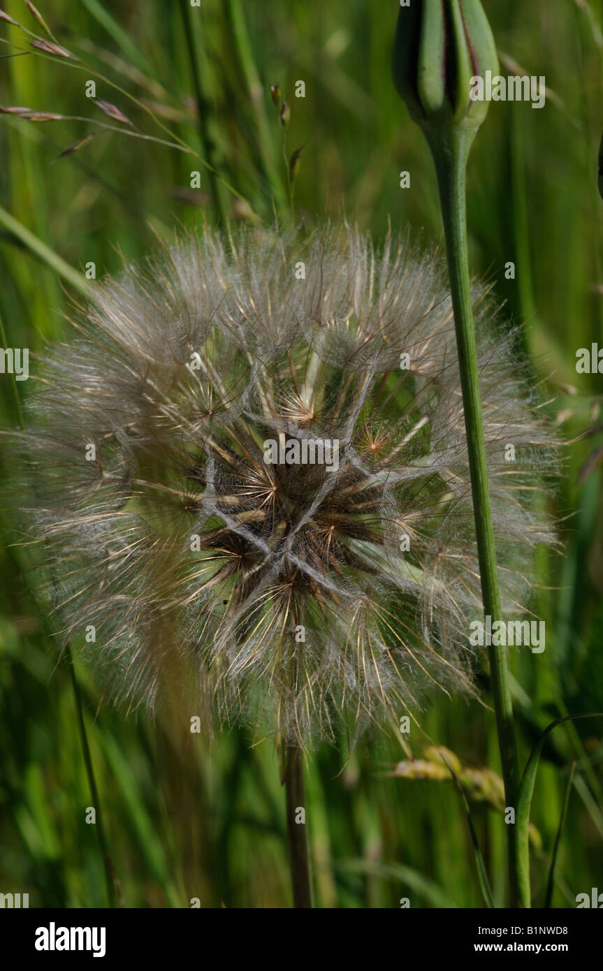 Goat beard hi-res stock photography and images - Alamy