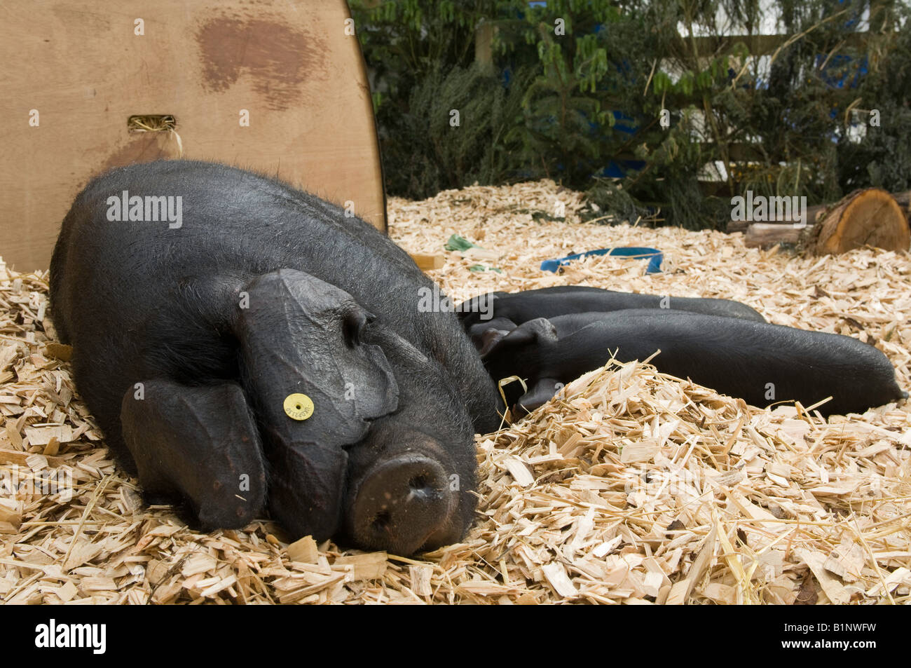 Large Black sow laid down with piglets suckling in pen with wooden ...