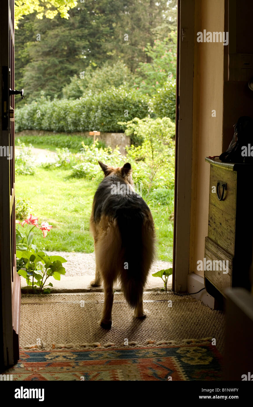 Dog standing in doorway that looks out onto farm country Stock Photo ...