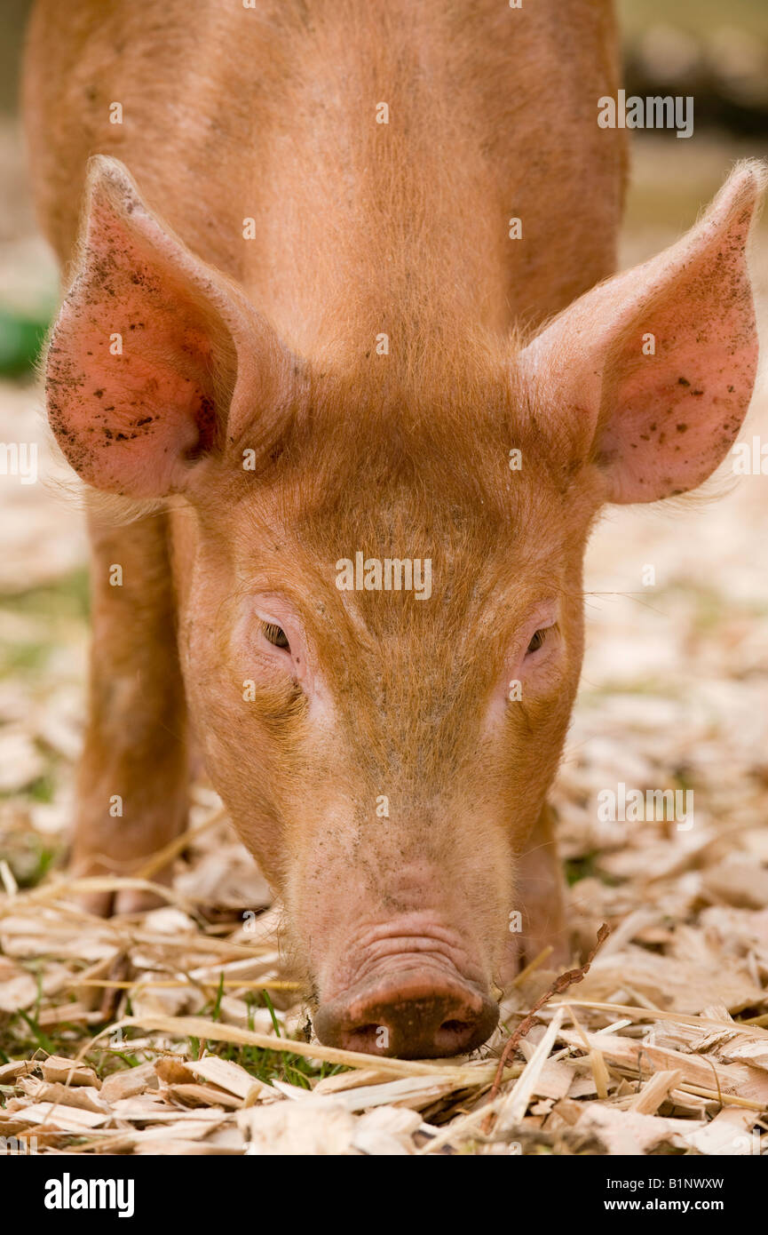 Tamworth pig hi-res stock photography and images - Alamy
