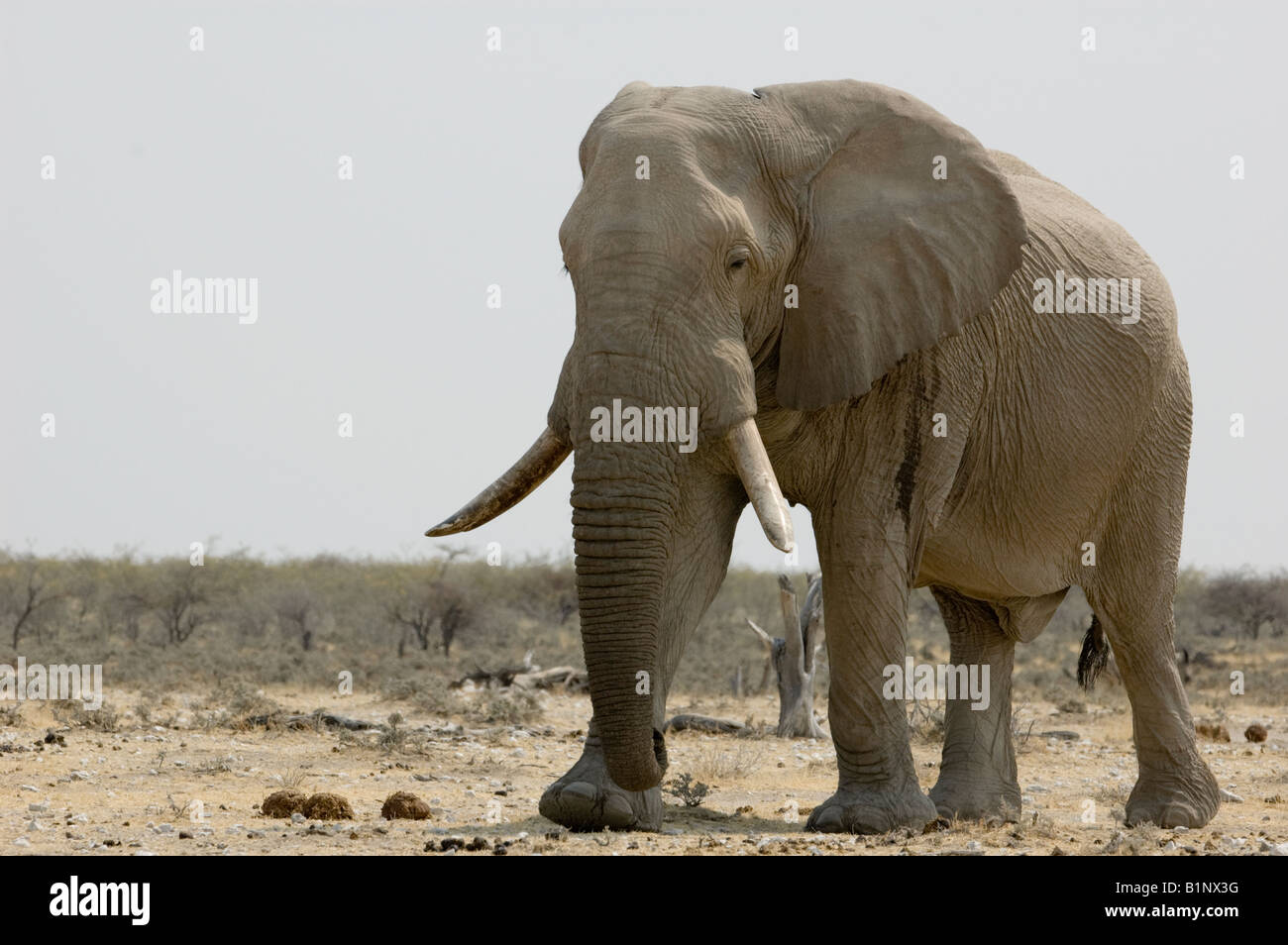 Huge african elephant Stock Photo - Alamy