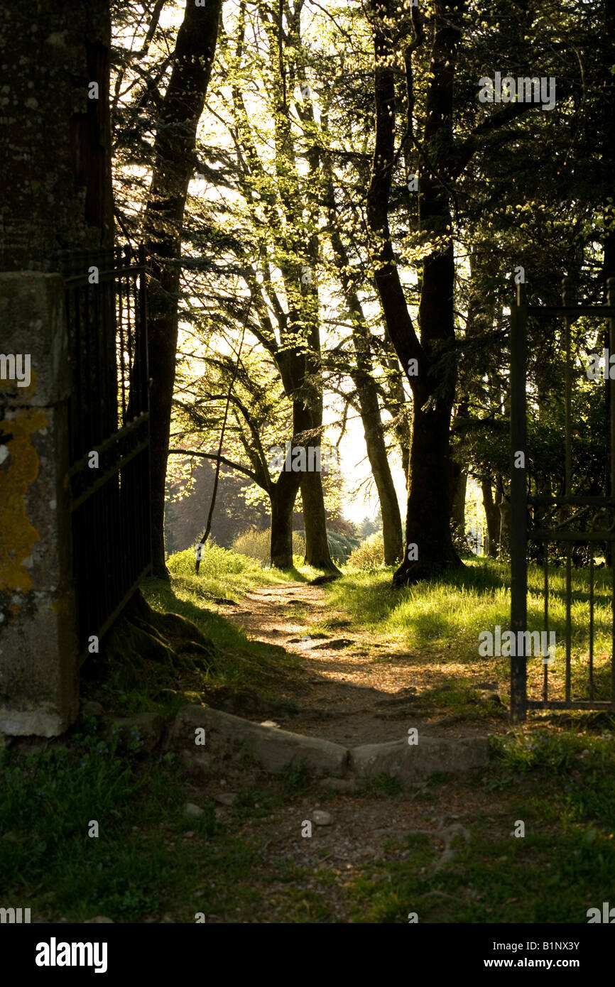 path through dimly lit forest lane Stock Photo - Alamy